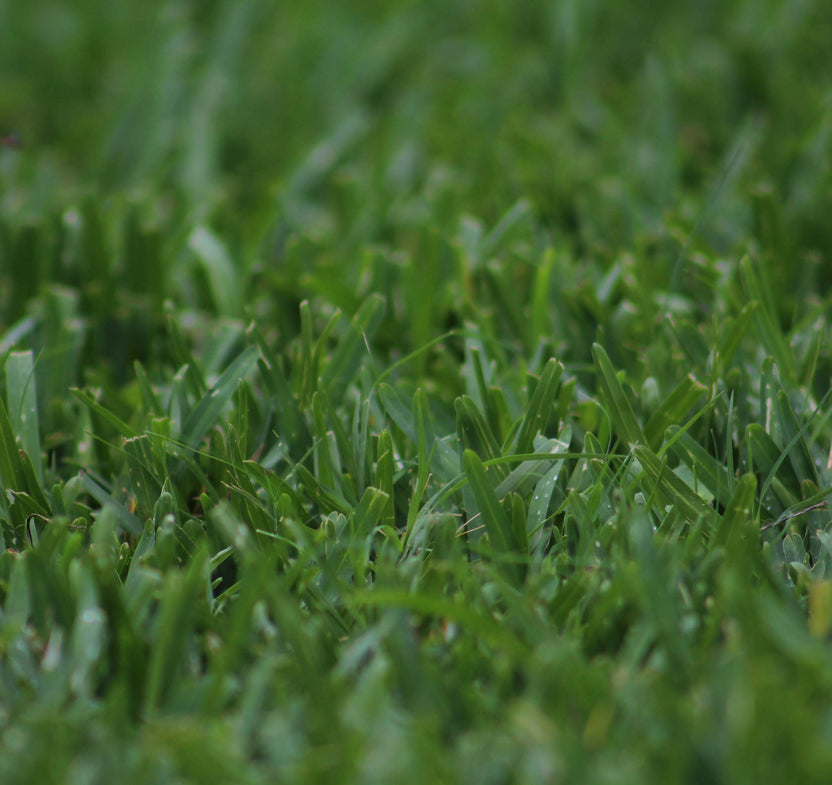 Scott's® ProVista™ St. Augustine