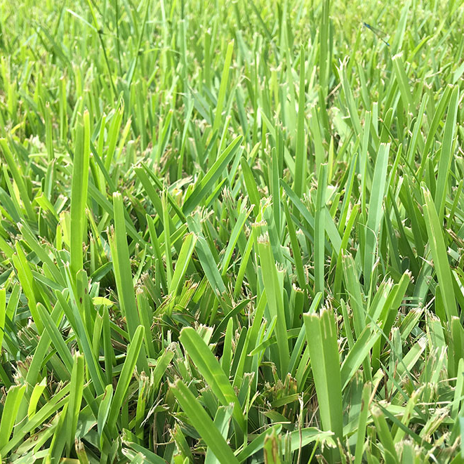 A1 Grass, Sand & Stone